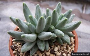Pachyphytum compactum